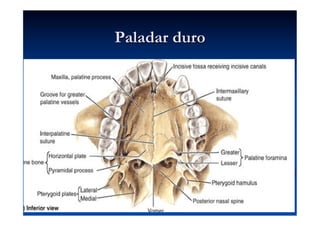 Huesos Del Paladar Duro