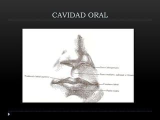Cavidad oral | PPTX