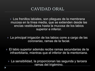 Cavidad oral | PPTX