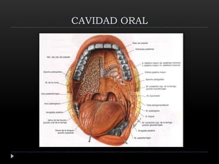 Cavidad oral | PPTX