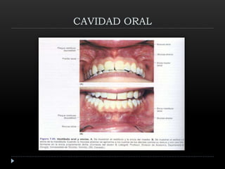 Cavidad oral | PPTX