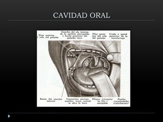 Cavidad oral | PPTX