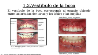 Cavidad oral. (Anatomia) | PPTX