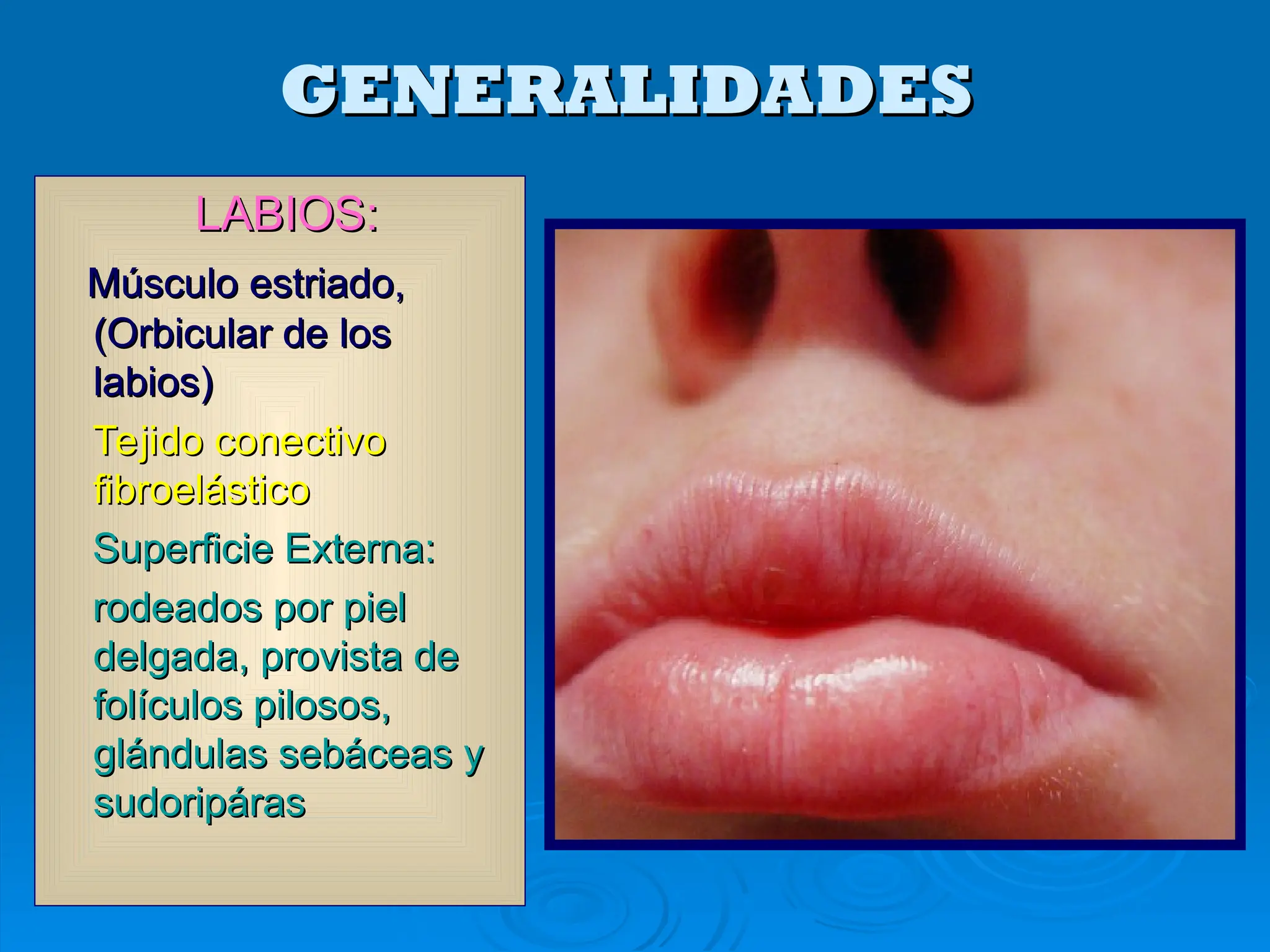 Anatomía e Histología de la cavidad oral | PPT