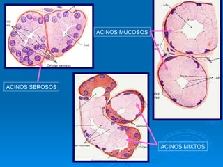 Anatomía e Histología de la cavidad oral | PPT
