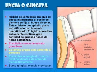 Anatomía e Histología de la cavidad oral | PPT