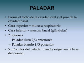 Cavidad oral, boca y faringe.pptx