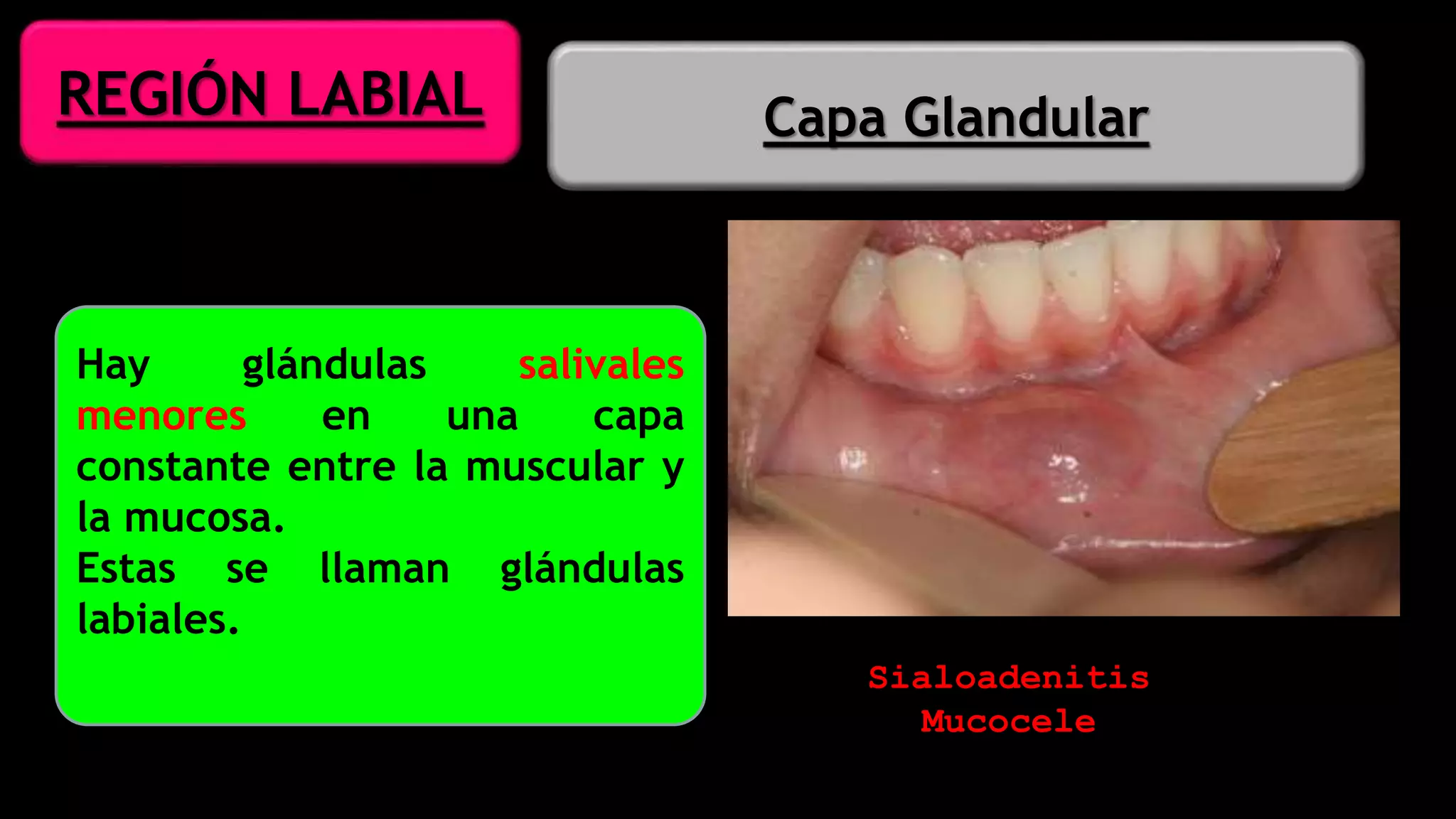 Cavidad oral def