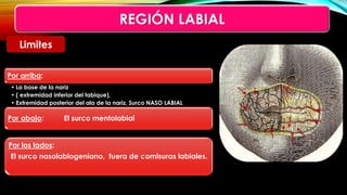 CAVIDAD ORAL REGIONES | PDF