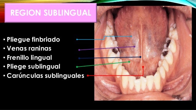 CAVIDAD ORAL REGIONES