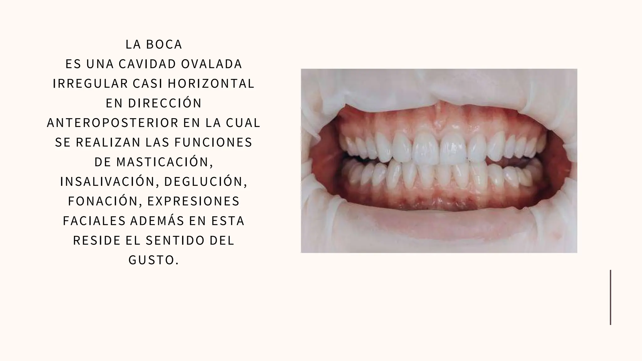 La Cavidad oral, componentes y anatomía. | PDF