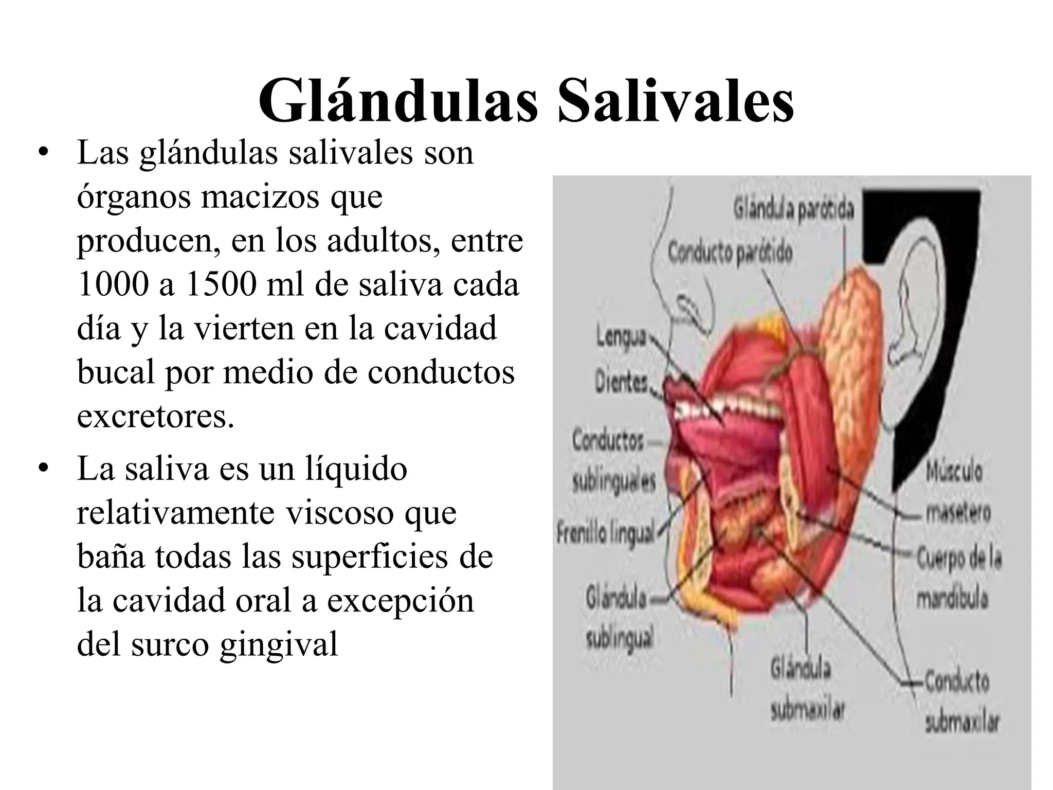 La Cavidad oral, componentes y anatomía. | PDF