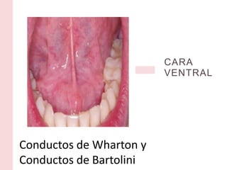 La Cavidad oral, componentes y anatomía. | PDF