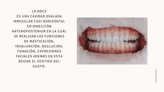 La Cavidad oral, componentes y anatomía. | PDF