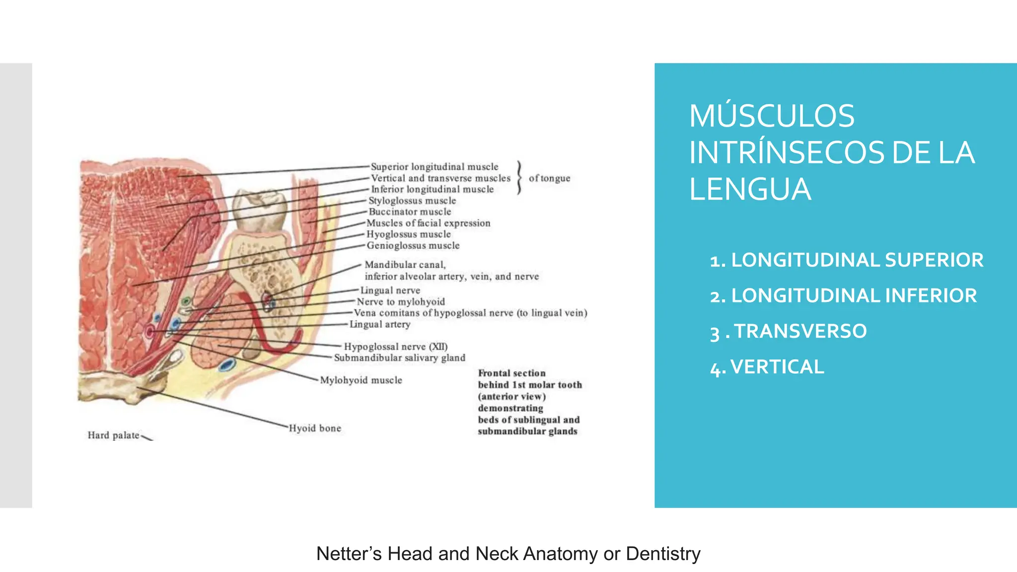 ANATOMIA DESCRIPTIVA DE CAVIDAD ORAL, LENGUA. | PPTX