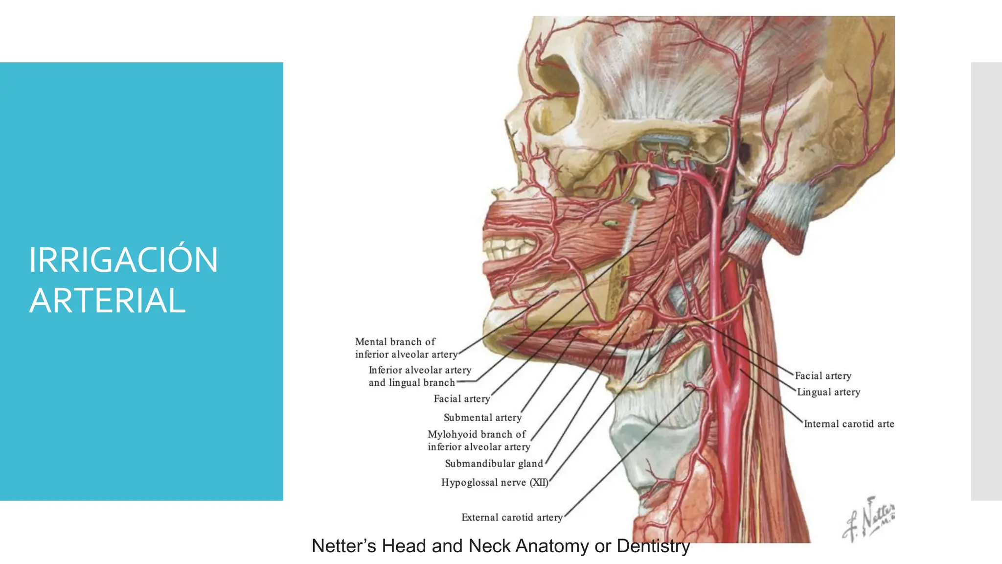 ANATOMIA DESCRIPTIVA DE CAVIDAD ORAL, LENGUA. | PPTX