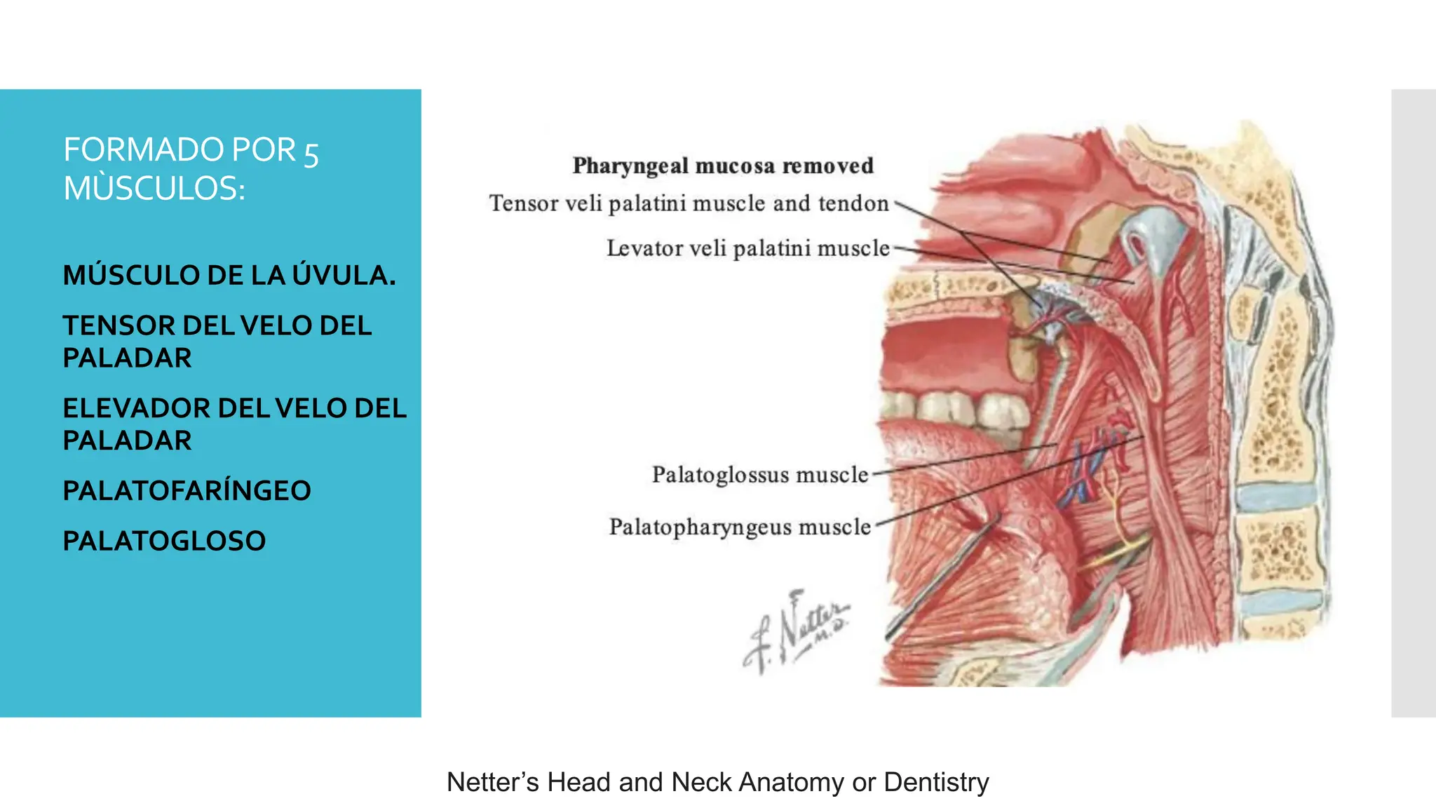 ANATOMIA DESCRIPTIVA DE CAVIDAD ORAL, LENGUA. | PPTX