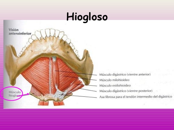 Cavidad oral y_dientes_posteriores