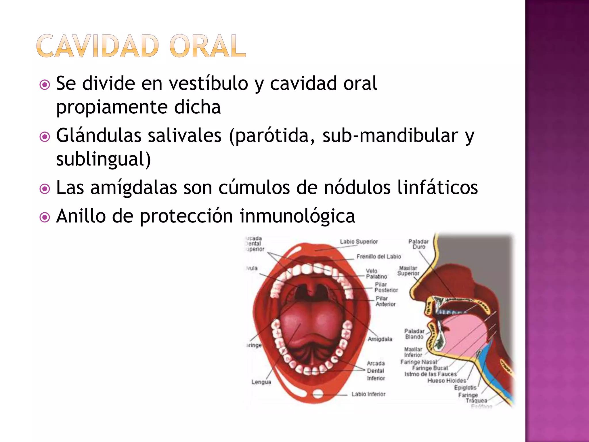 Cavidad oral y lengua histo | PPT