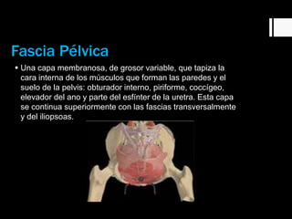 Cavidad pélvica | PPTX