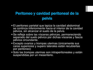 Cavidad pélvica | PPTX