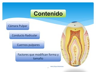 Cavidad pulpar | PDF