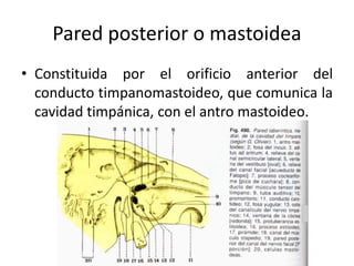 Cavidad tímpanica | PPT
