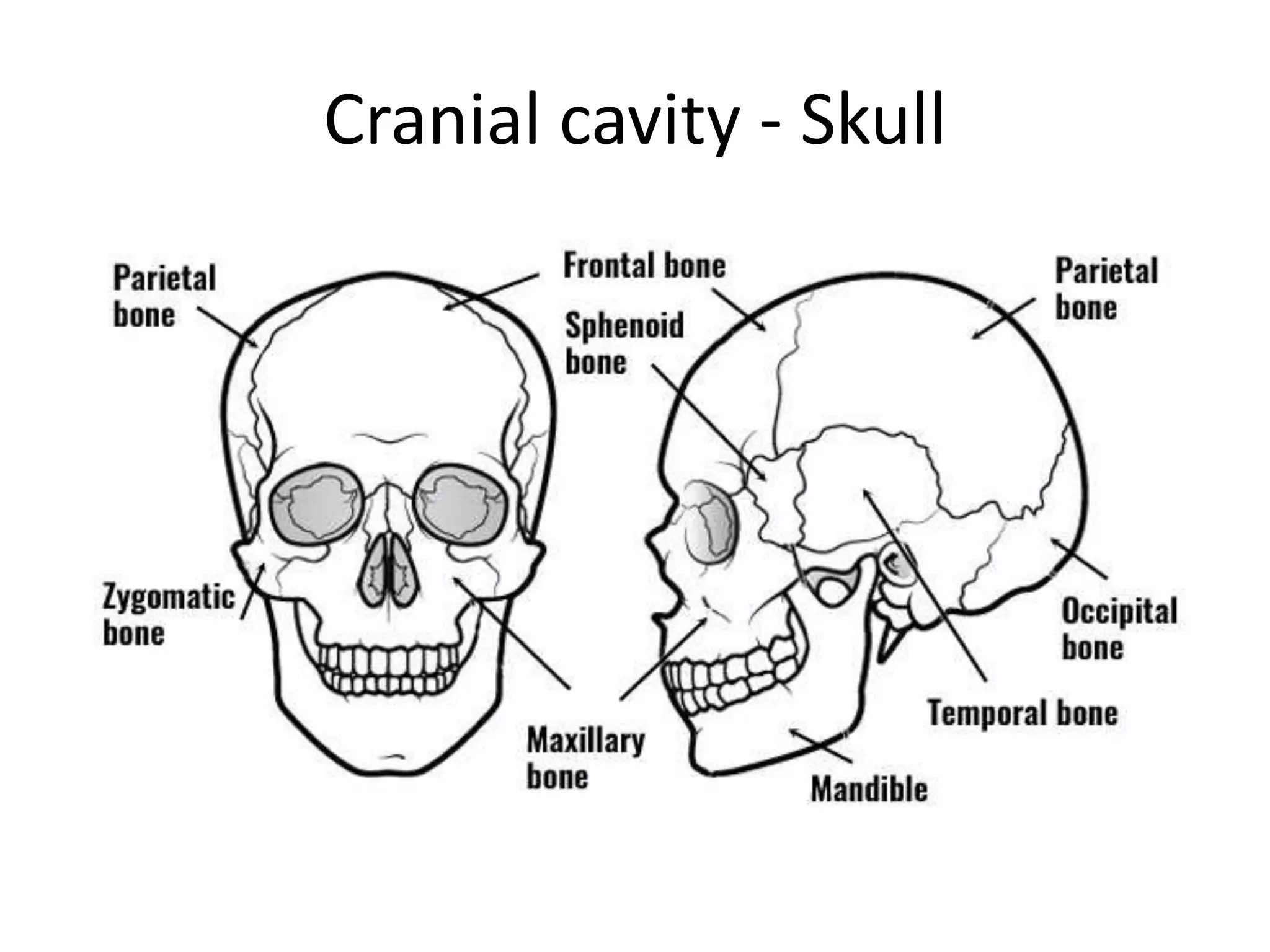 Cavities of human body | PPTX