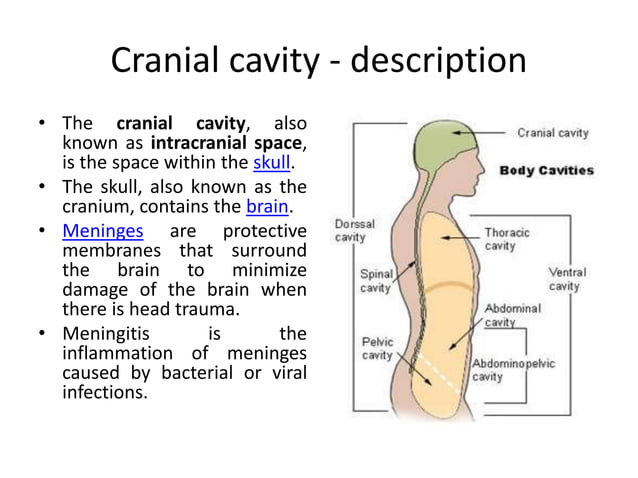 Cavities of human body | PPTX | Heart and Cardiovascular Diseases ...