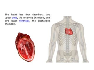 Cavities of human body | PPTX