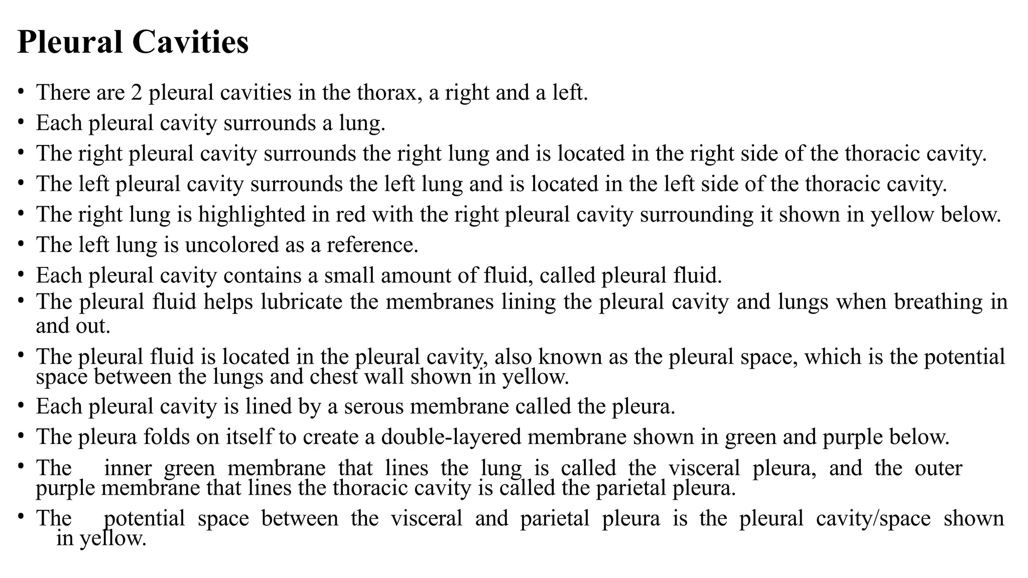 cavities of human body cavities of human | PPTX
