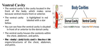 cavities of human body cavities of human | PPTX