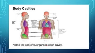 Cavities of the body.pptx