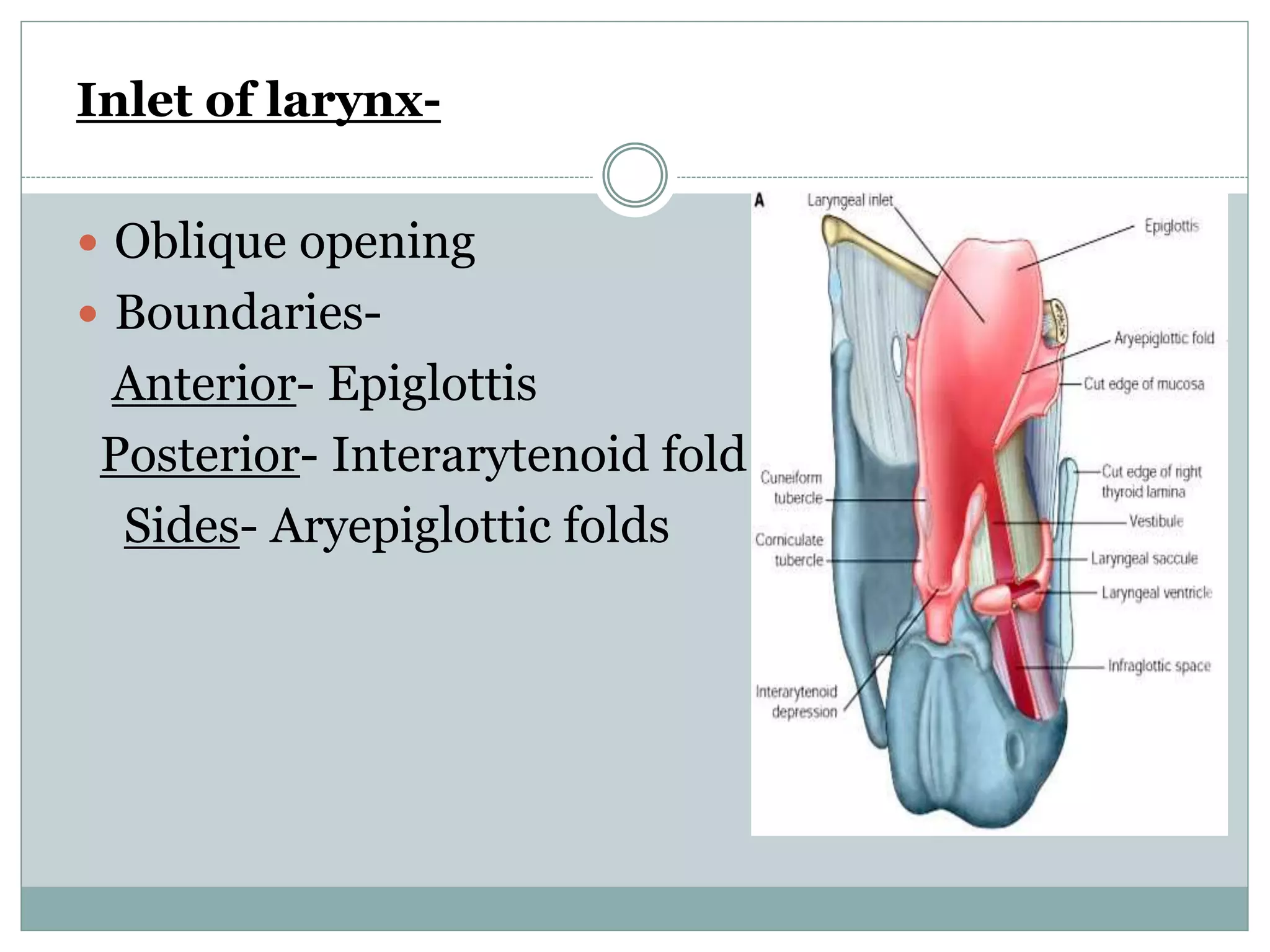 Cavity of larynx | PPT