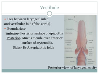 Cavity of larynx | PPTX