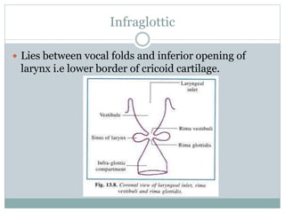 Cavity of larynx | PPTX