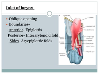 Cavity of larynx | PPT