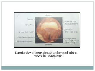 Cavity of larynx | PPTX
