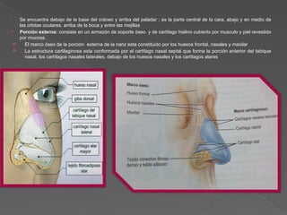 Cavidades y partes de la nariz humana.pptx
