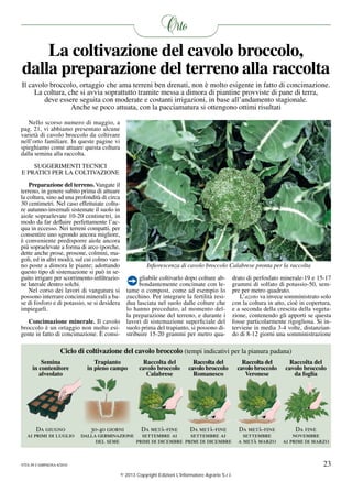 La coltivazione del cavolo broccolo, dalla preparazione del terreno ...