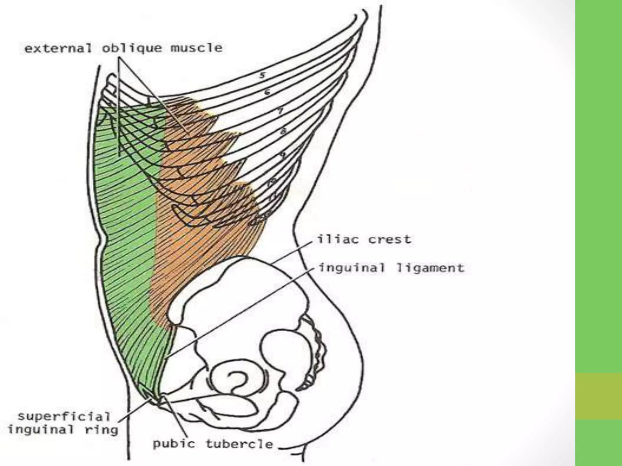 Cavum Abdomen _ Peritoneum .pptx