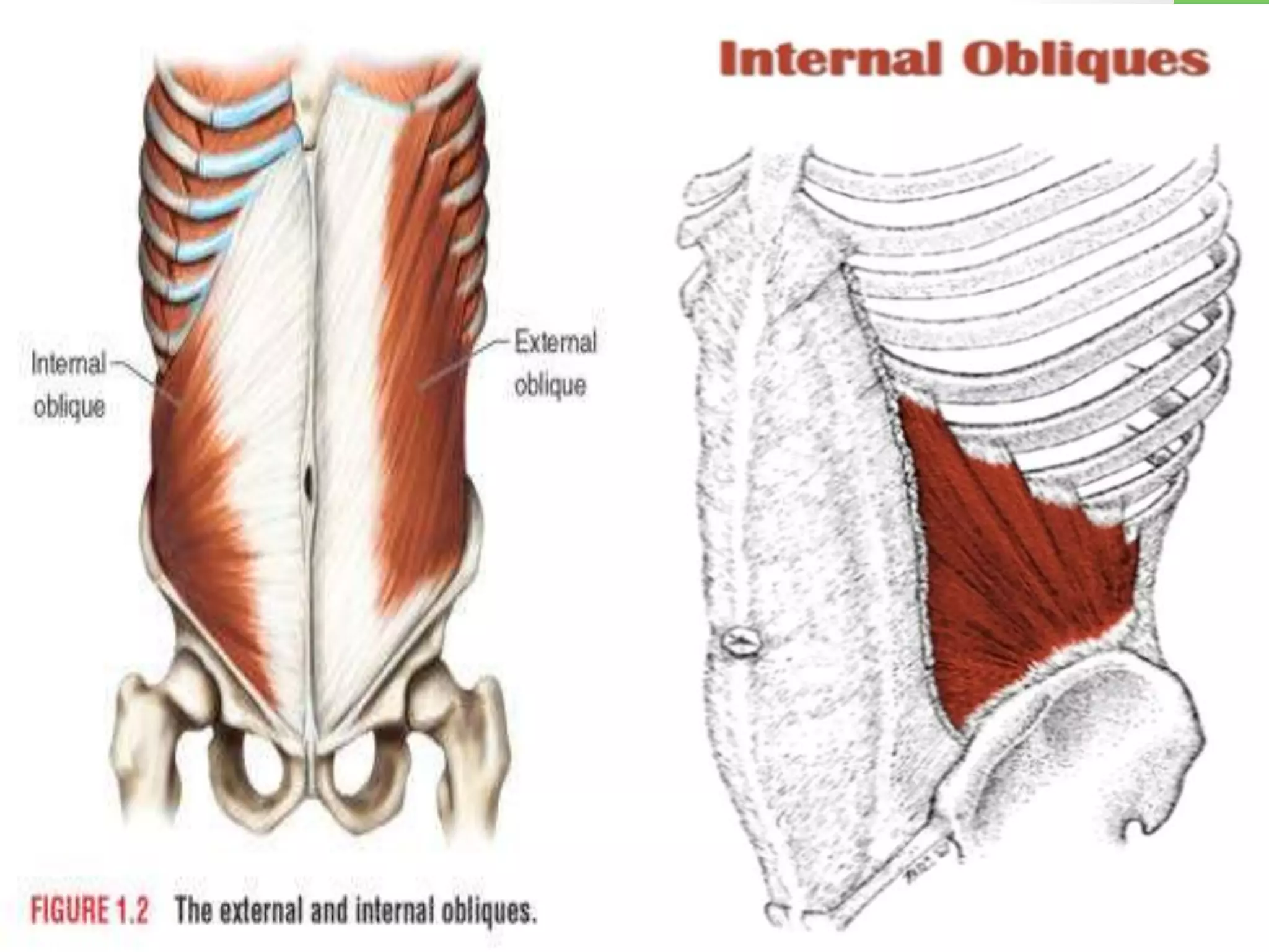 Cavum Abdomen _ Peritoneum .pptx