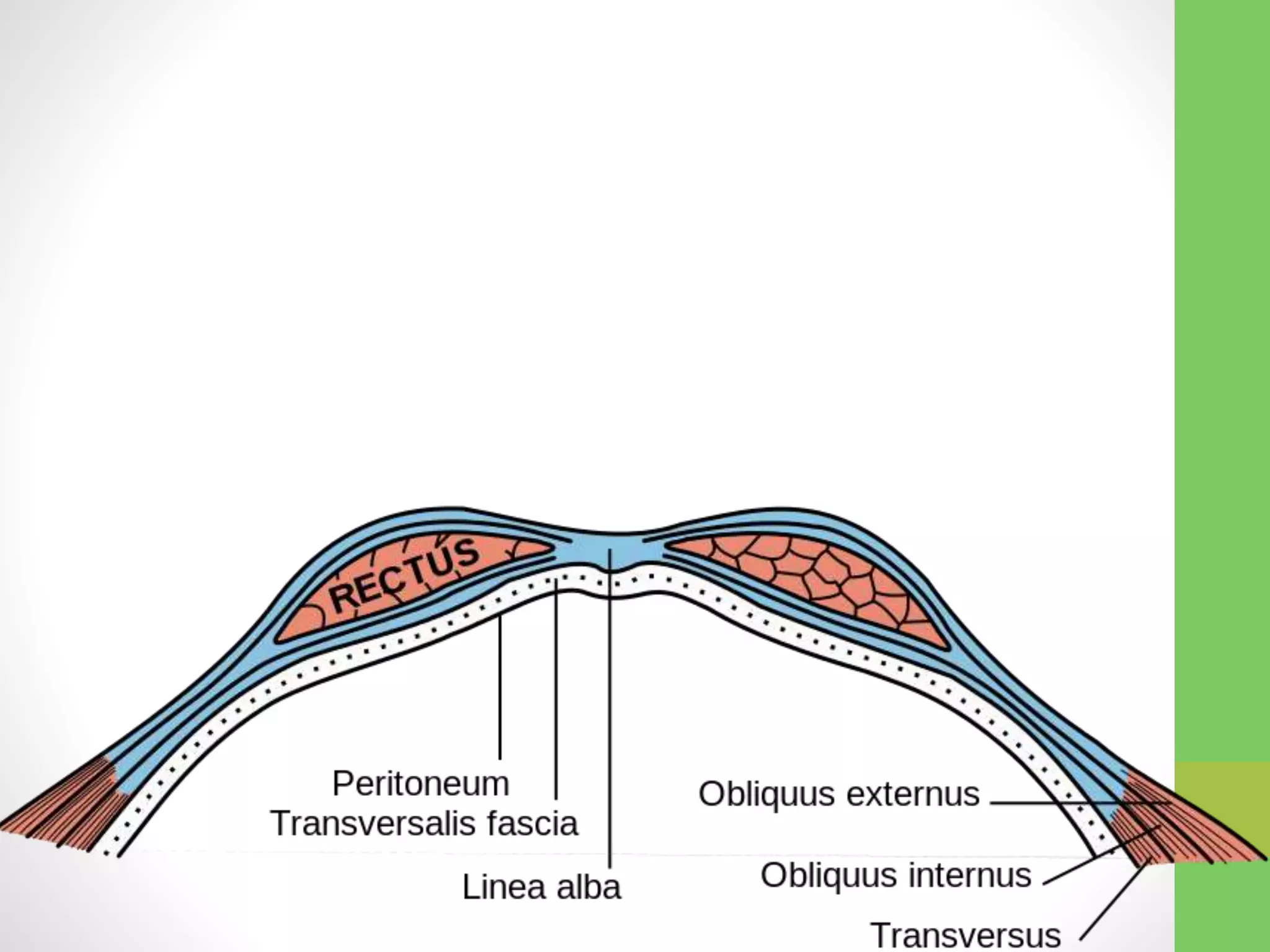 Cavum Abdomen _ Peritoneum .pptx