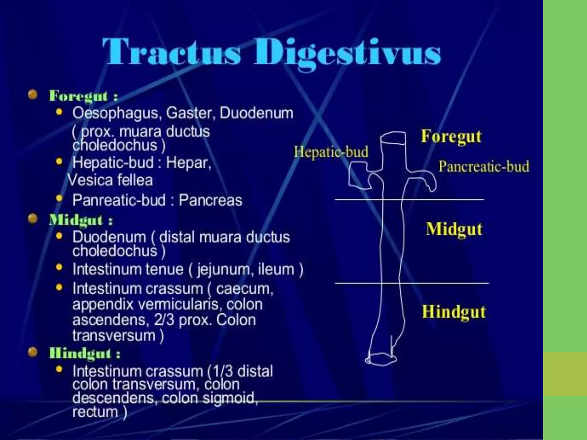 Cavum Abdomen _ Peritoneum .pptx