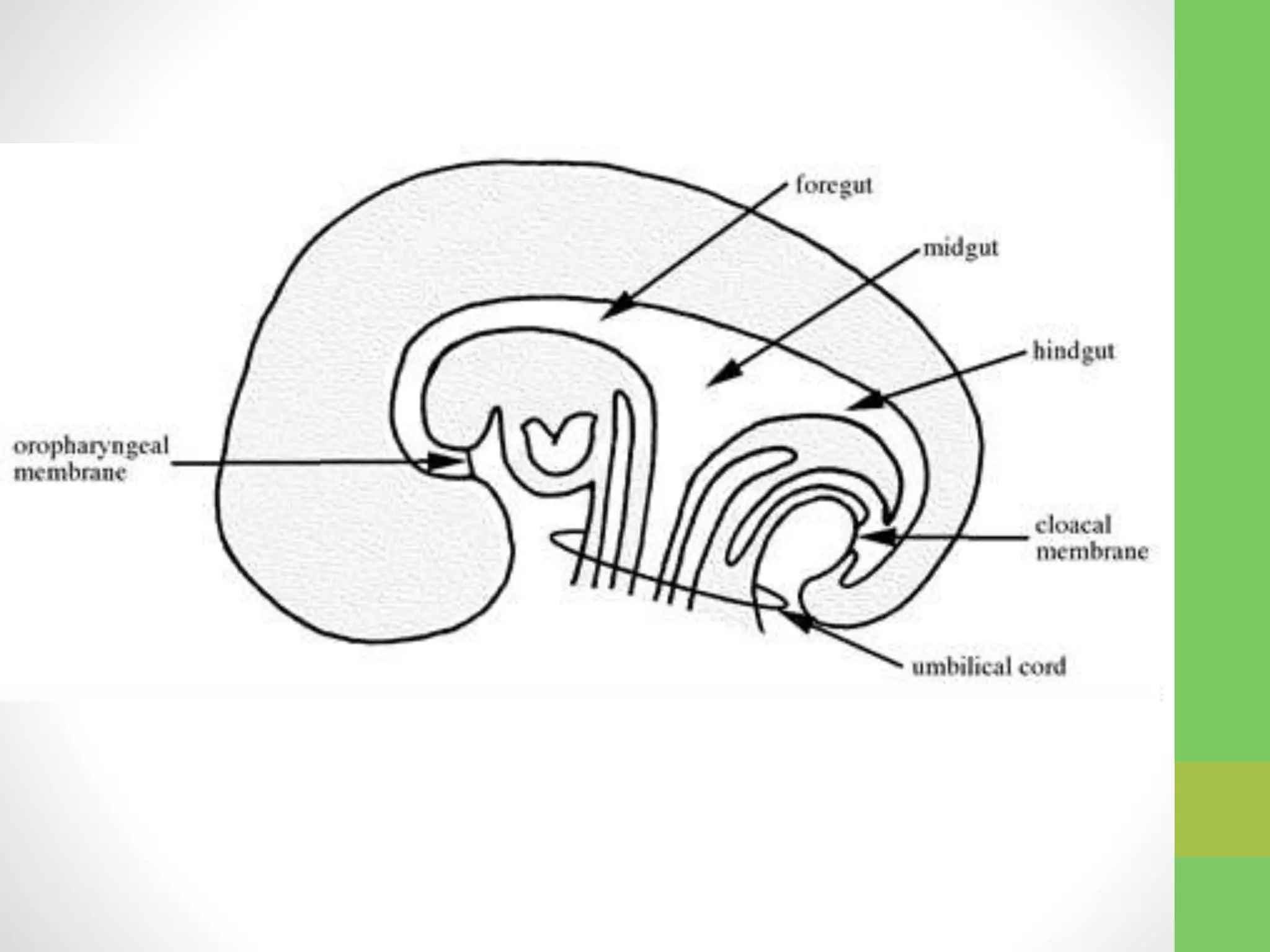 Cavum Abdomen _ Peritoneum .pptx