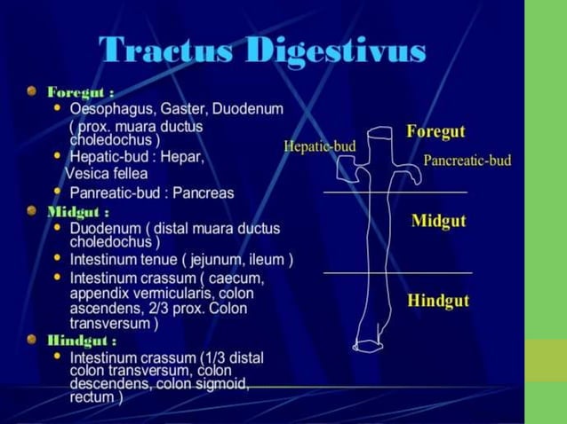 Cavum Abdomen _ Peritoneum .pptx