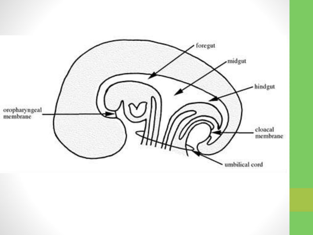 Cavum Abdomen _ Peritoneum .pptx