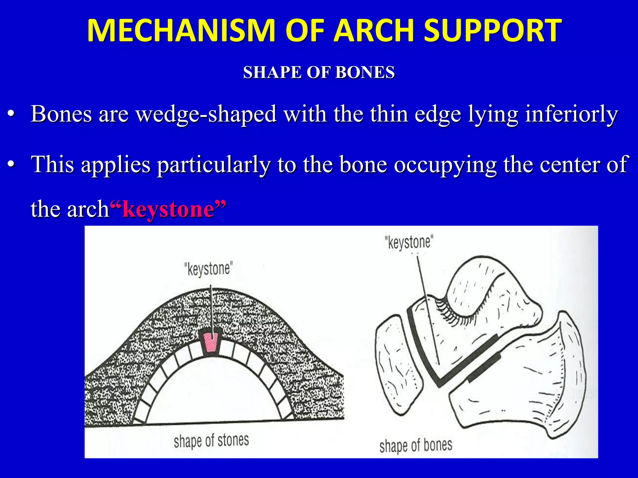 Flat foot and Cavus foot | PPTX