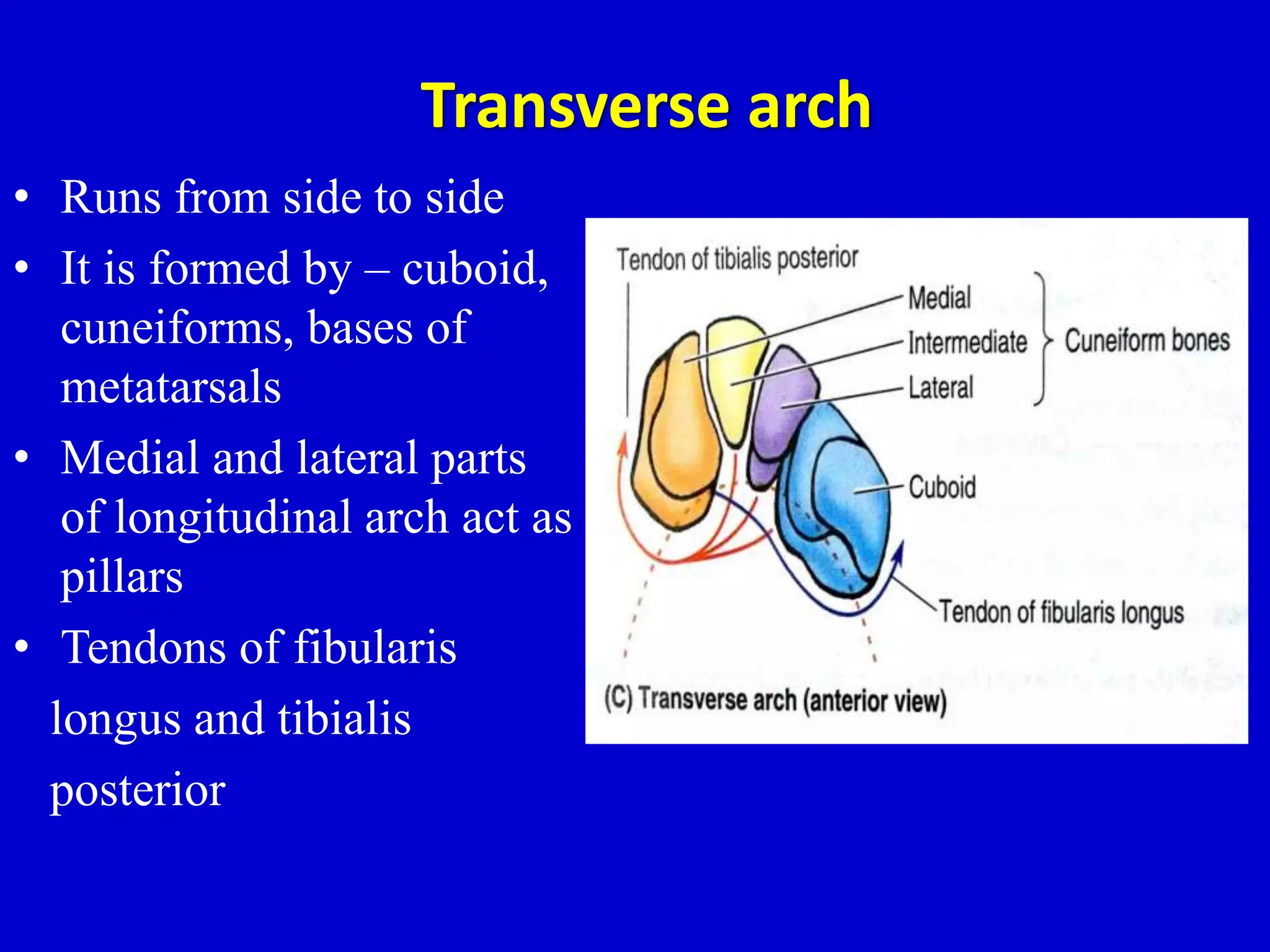 Flat foot and Cavus foot | PPTX