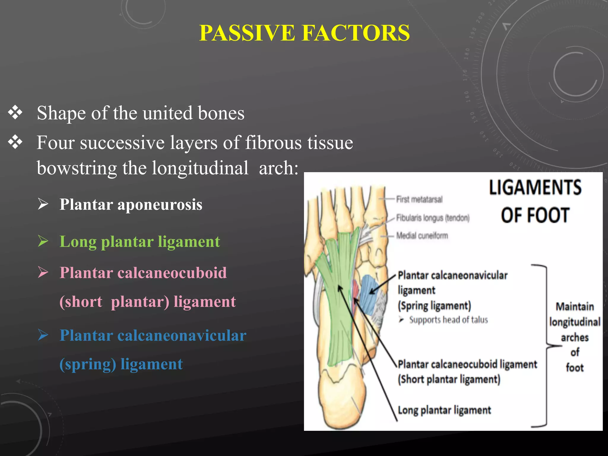 Cavuvarus foot deformity by abdulrhman alnasser | PDF